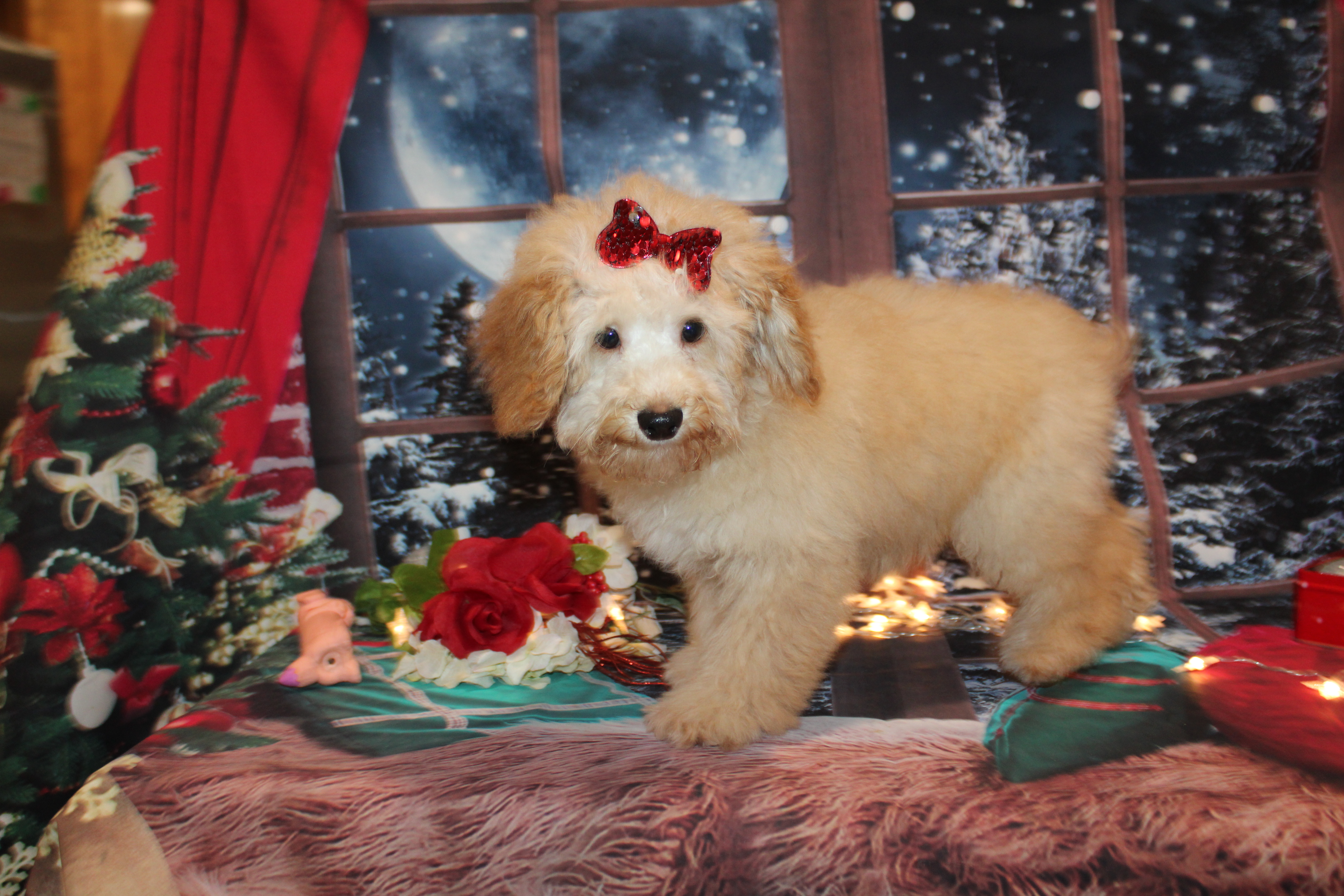 2 Ava 6Lb 10oz 18w6D Old (25) – TLC Puppy Love